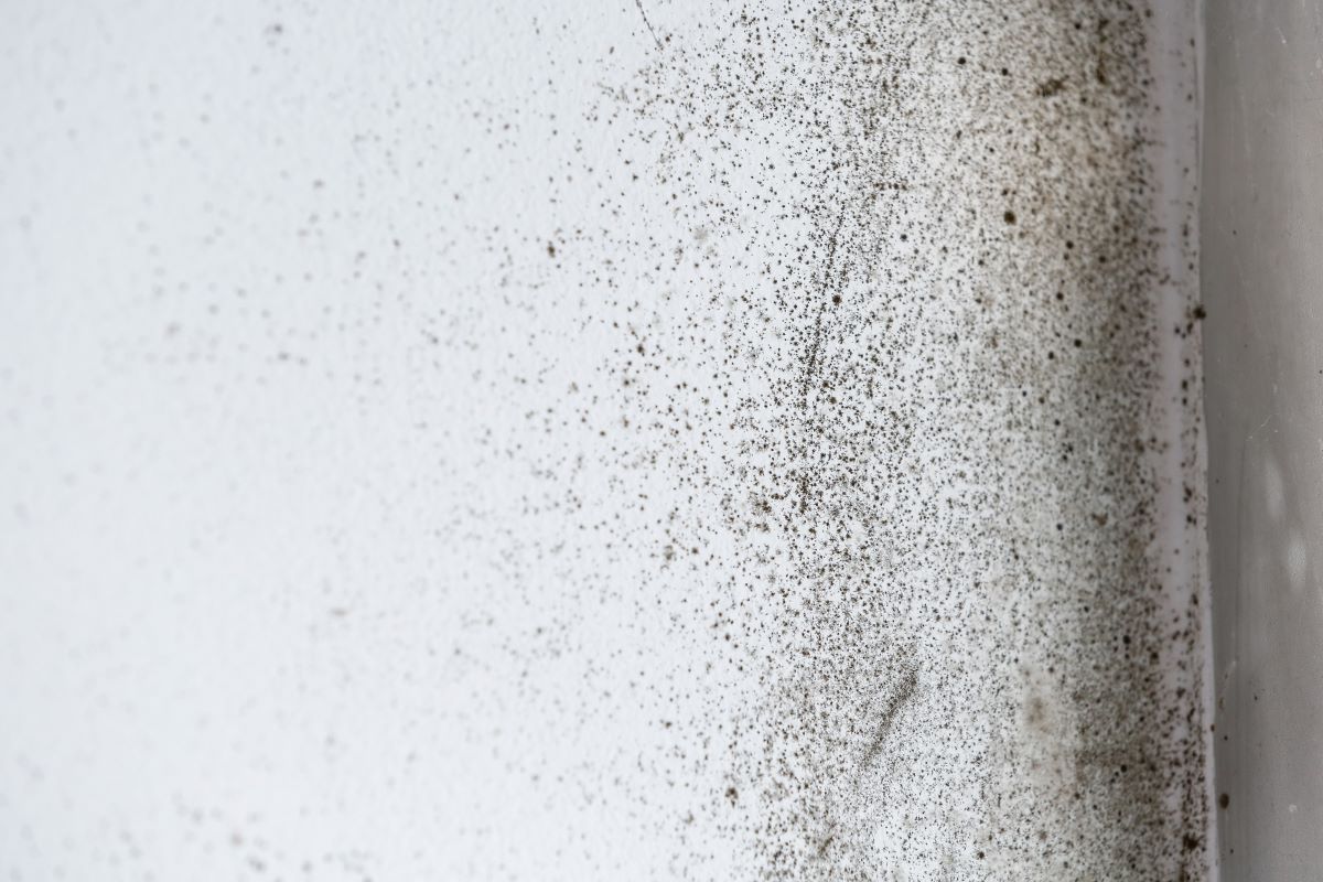 Why Mold Grows – and How to Prevent It – Ready 2 Respond
